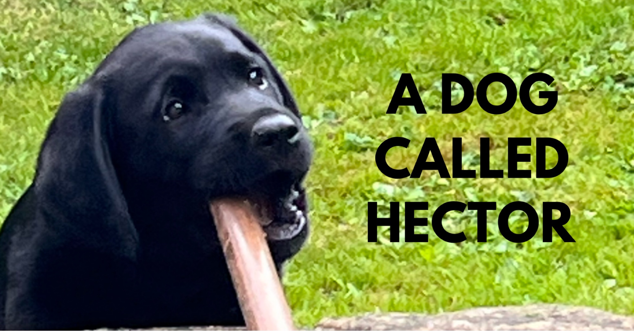 A DOG CALLED HECTOR – Some musings