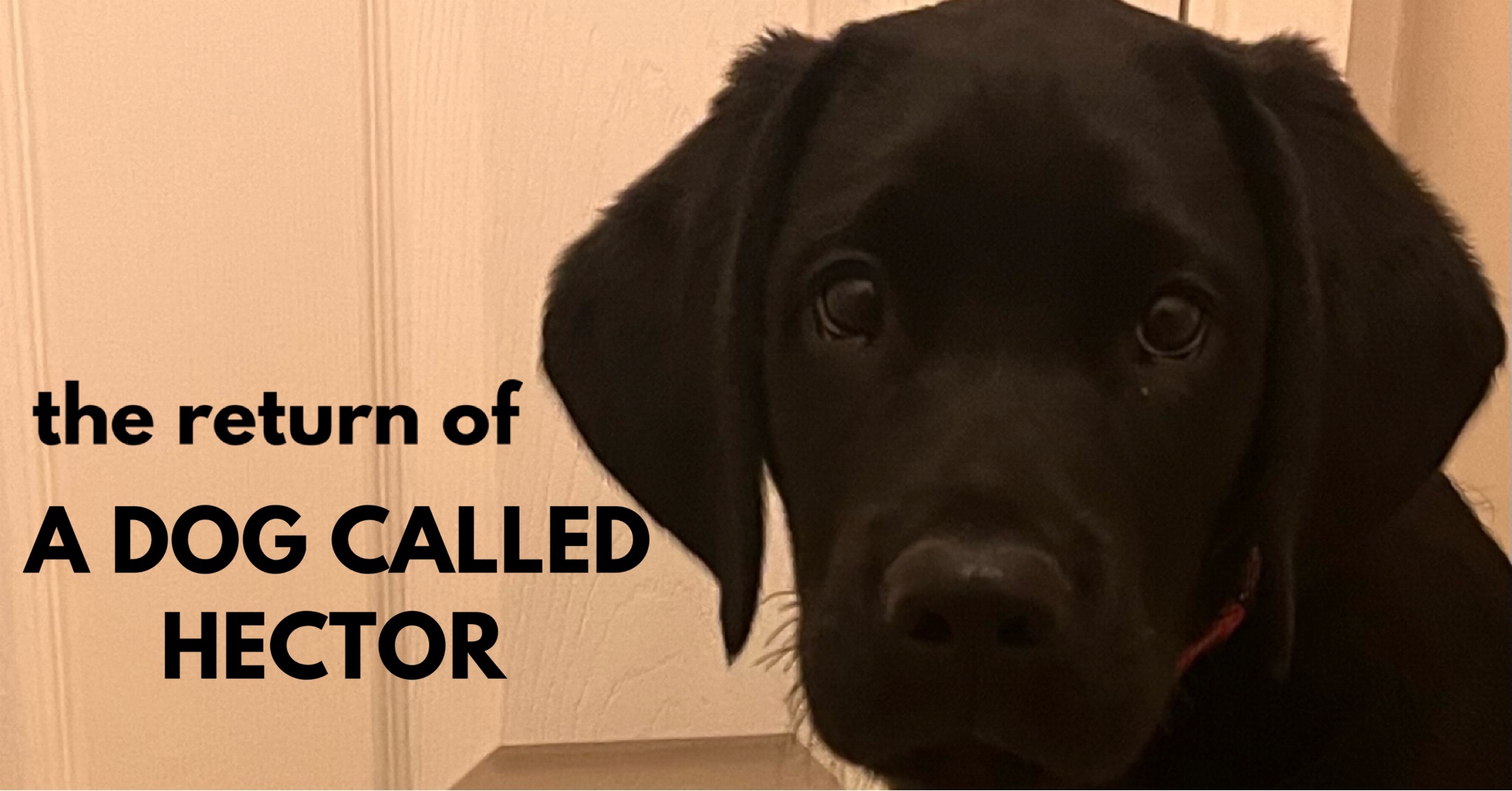 THE RETURN OF A DOG CALLED HECTOR – Some musings